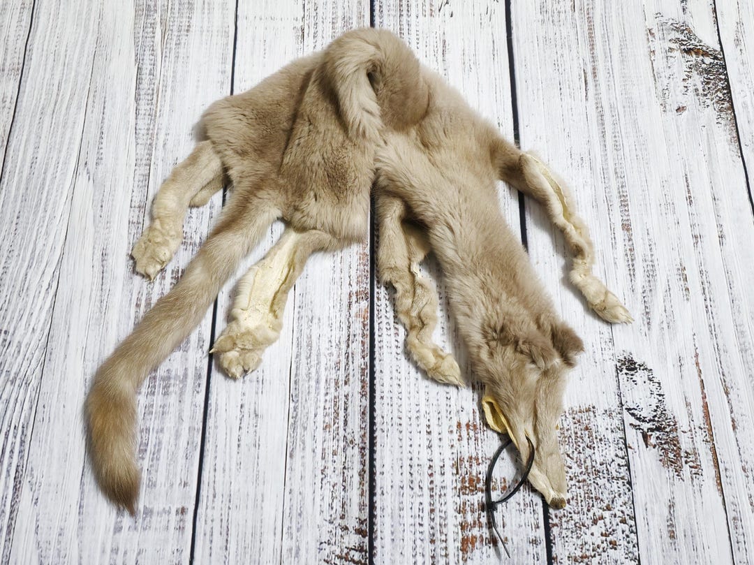 Arctic Fox Kit Pelt, Tanned Pelt Complete With All Paws, Wall Hanger ...