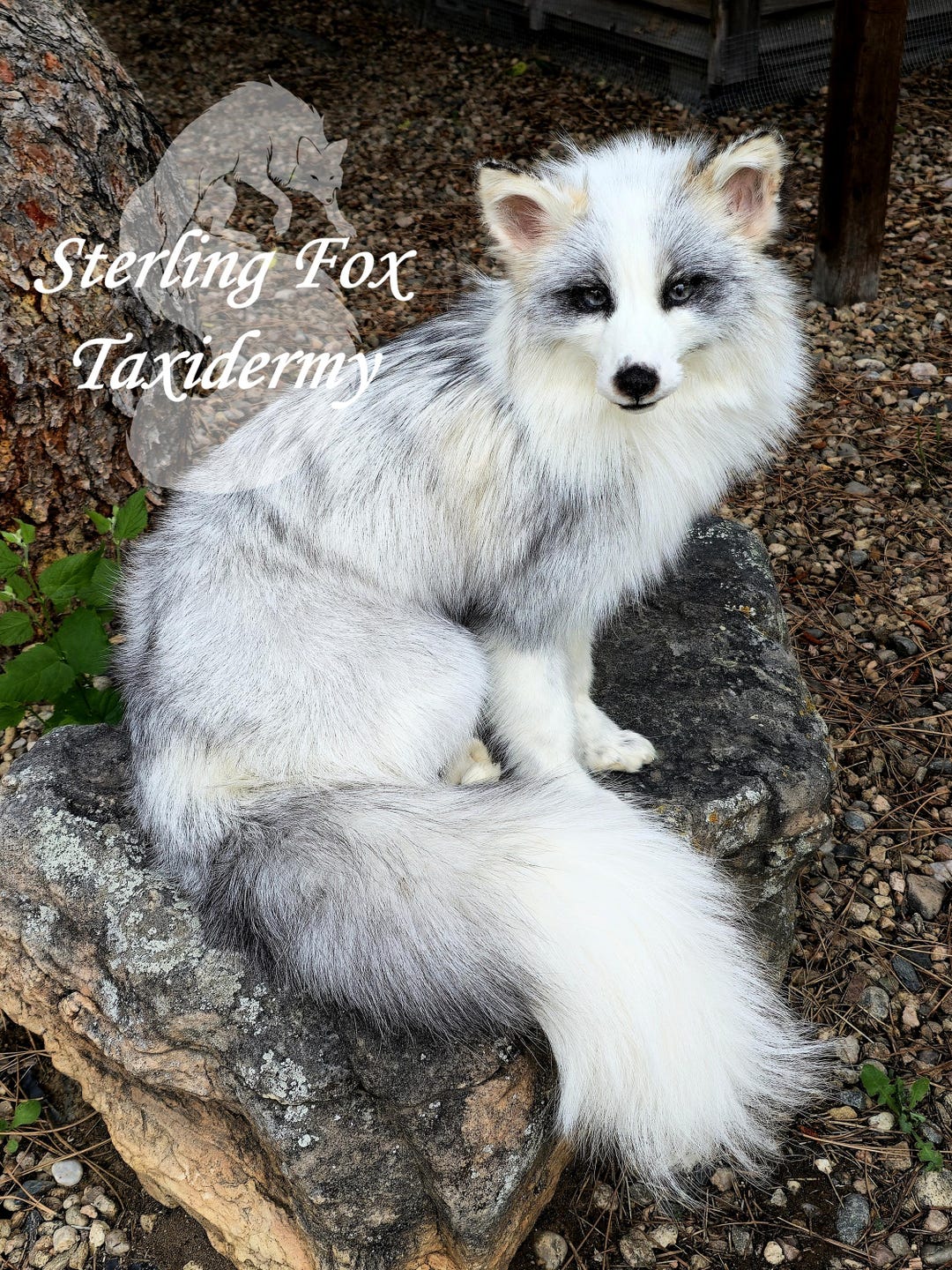 Soft Mount Taxidermy Platinum Cross Fox, Posable Fox, Ready to Ship ...