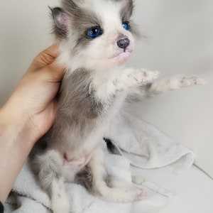 MADE TO ORDER Baby Fox Kit Taxidermy Soft Mount, Softmount Commission ...