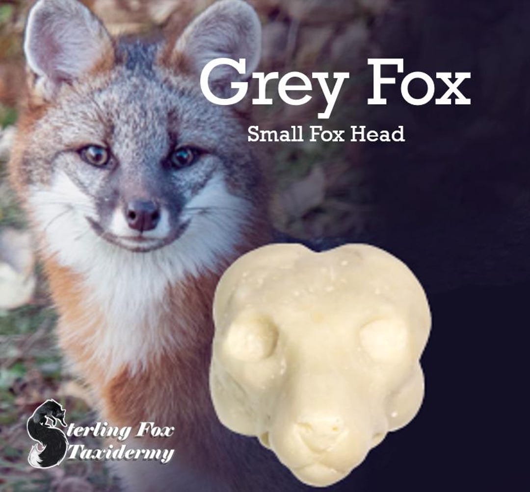 Grey Fox Taxidermy Head Form, Change Out Fox Foam Head Small, Soft ...