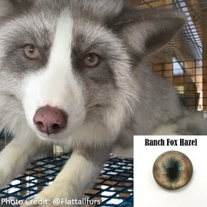Hazel Fox RF10 Taxidermy Eyes, Glass Eyes, Craft Eyes, Made to Order - Etsy