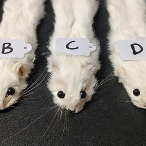 Weasel Slap Bracelet, Sherman the Ermine, White Ermine Slap Bracelet ...