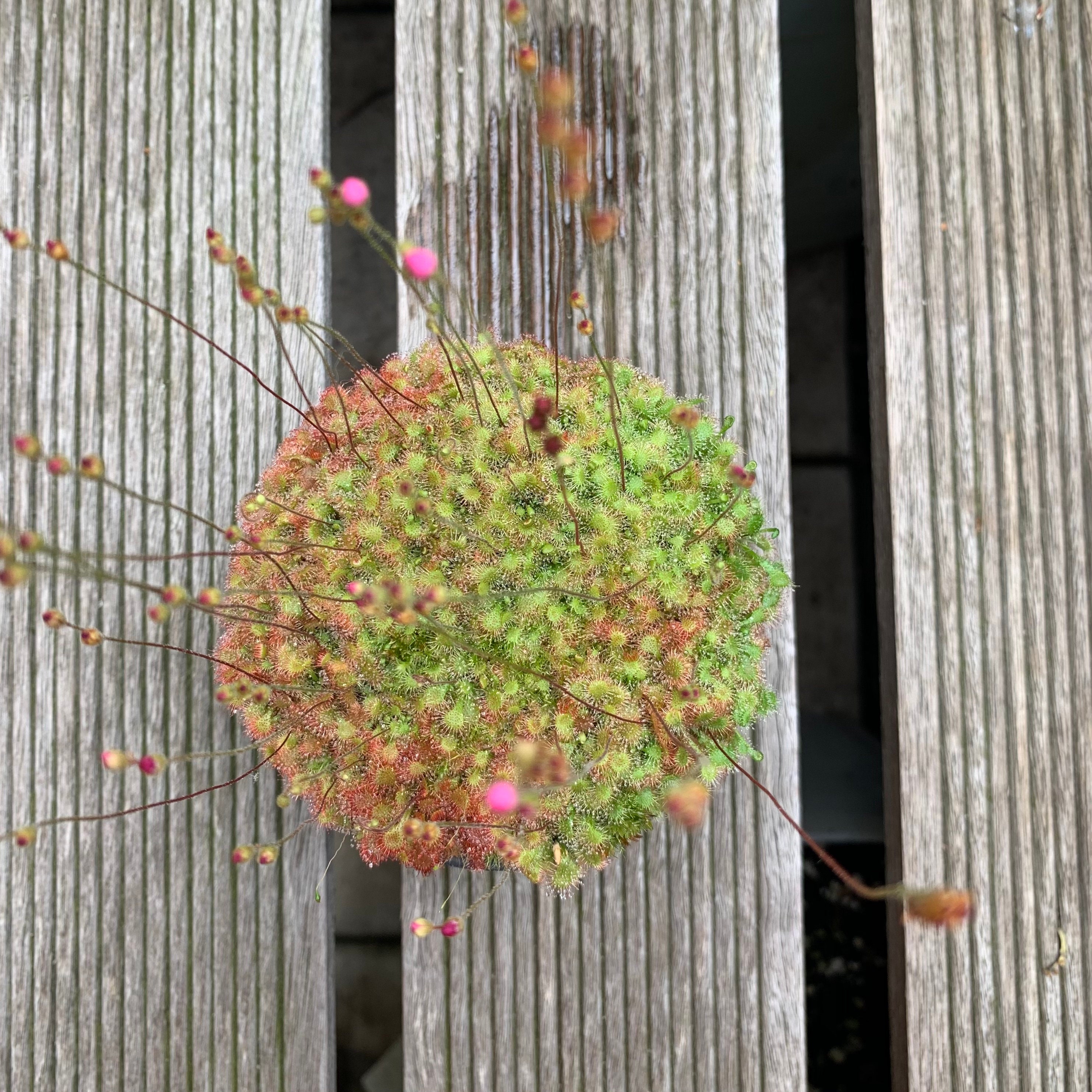 Drosera Rotundifolia round-leaved Sundew 50 Fresh Seeds - Etsy UK