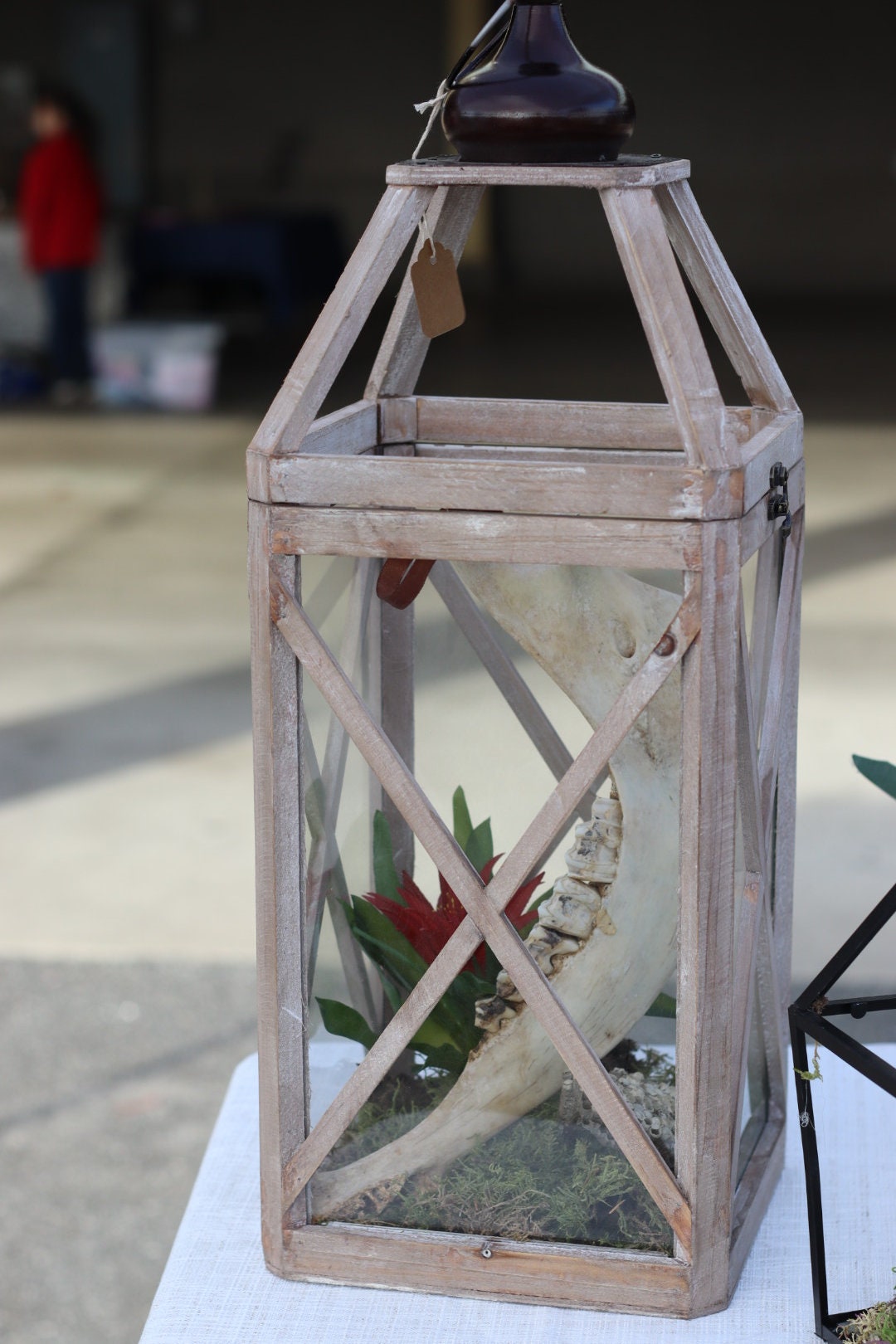 Bovine Jaw Bone Lantern With Wasp Nest - Etsy