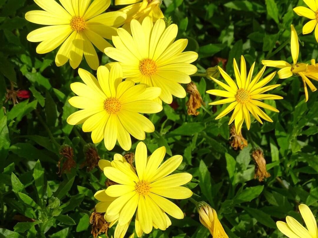 Yellow Flower Print - Etsy