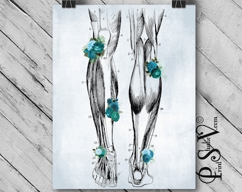 Muscle Anatomy Poster Printable - Etsy