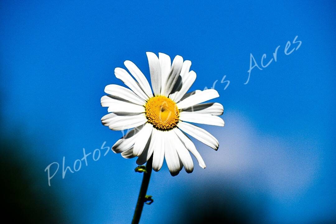 Digital Download Photo of Daisy, Flower Photos - Etsy