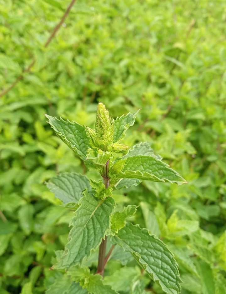 Native Mint (mentha Arvensis) Seeds- 100 Count Seed Packet - Etsy