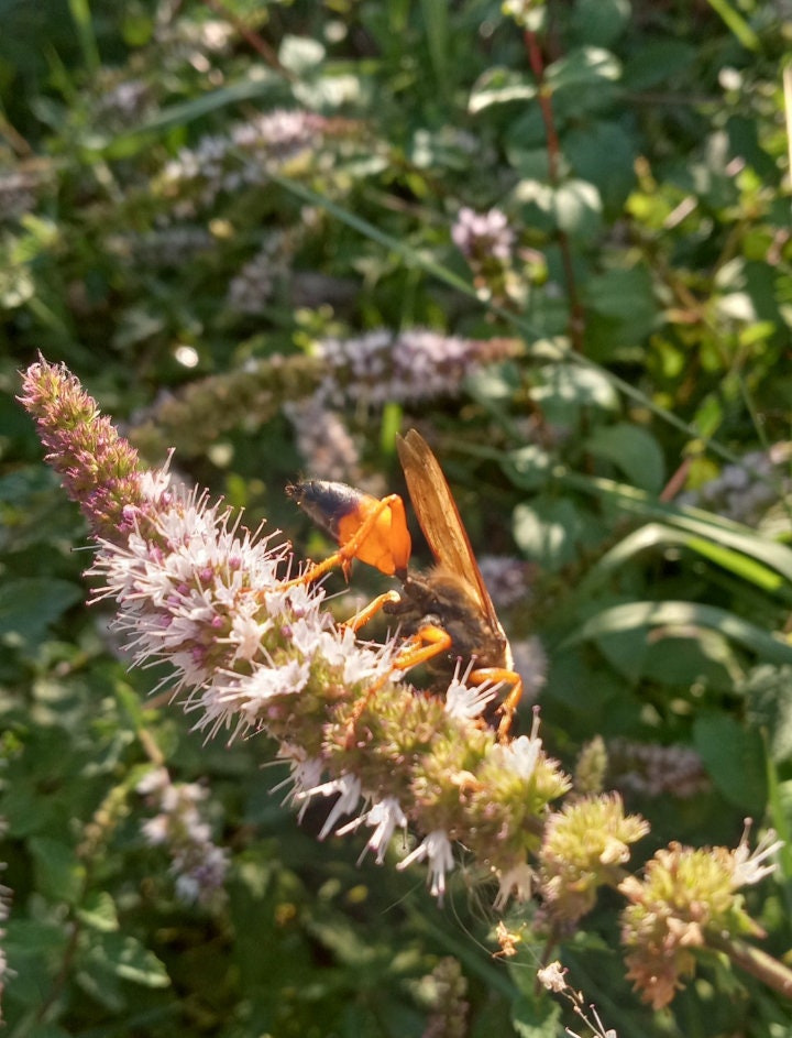 Native Mint (mentha Arvensis) Seeds- 100 Count Seed Packet - Etsy