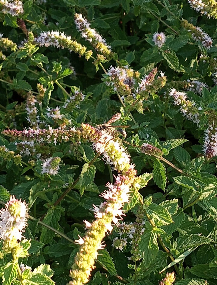 Native Mint mentha Arvensis Seeds 100 Count Seed Packet - Etsy