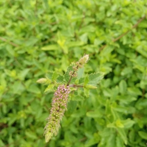Native Mint mentha Arvensis Seeds 100 Count Seed Packet - Etsy