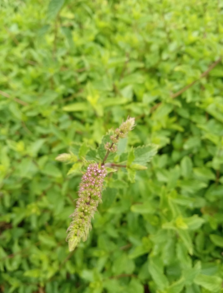 Native Mint (mentha Arvensis) Seeds- 100 Count Seed Packet - Etsy