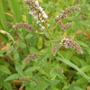 Native Mint mentha Arvensis Seeds 100 Count Seed Packet - Etsy