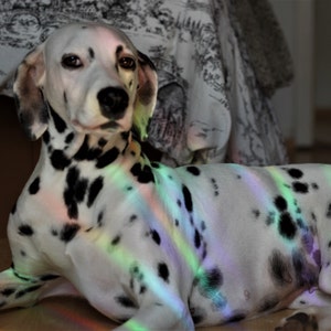 Suncatcher Sticker Set Sparkles Prism Window Sticker Rainbow Effect ...