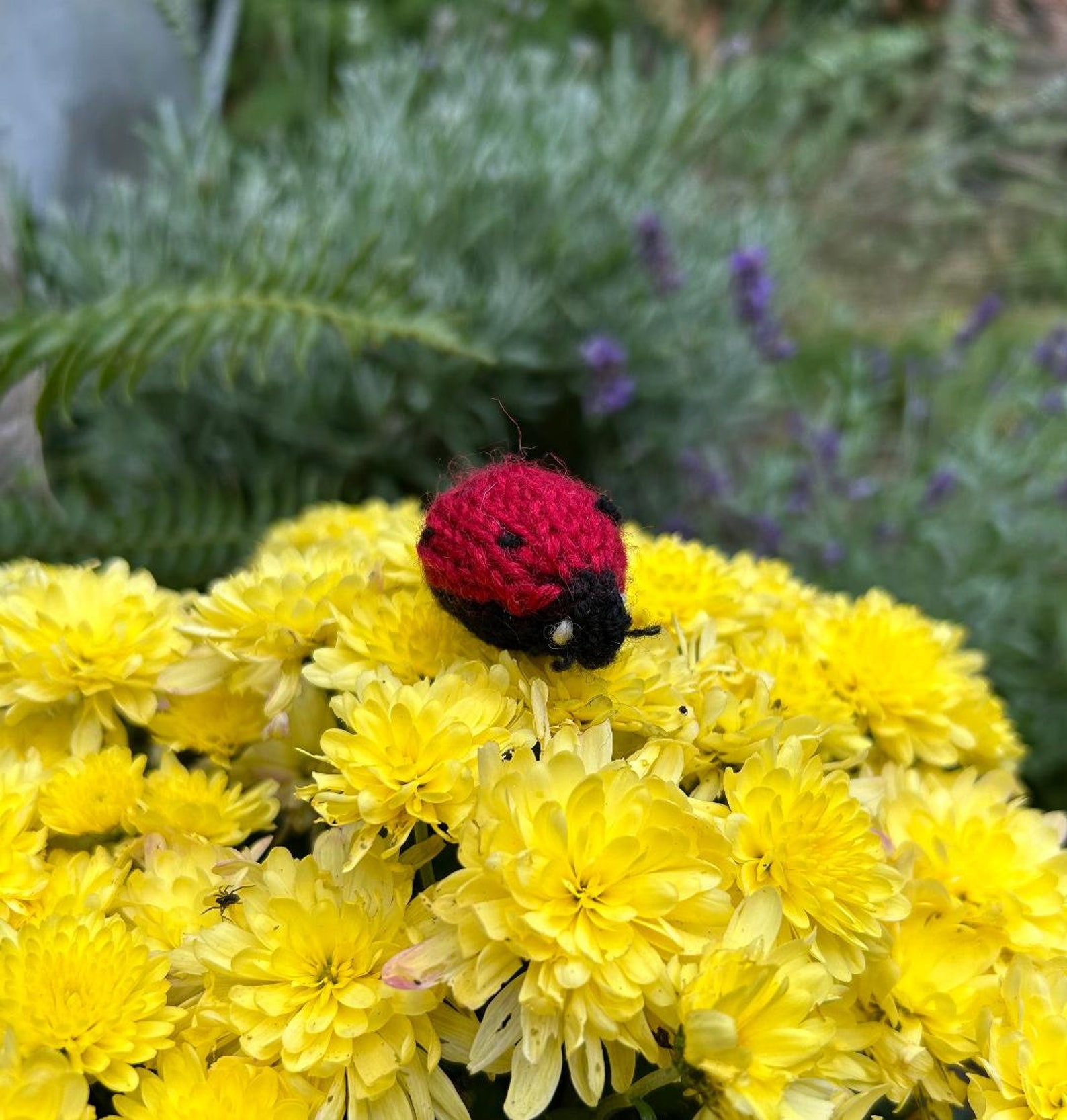 Tiny Knitted Ladybird Ladybird Knitting Pattern - Etsy