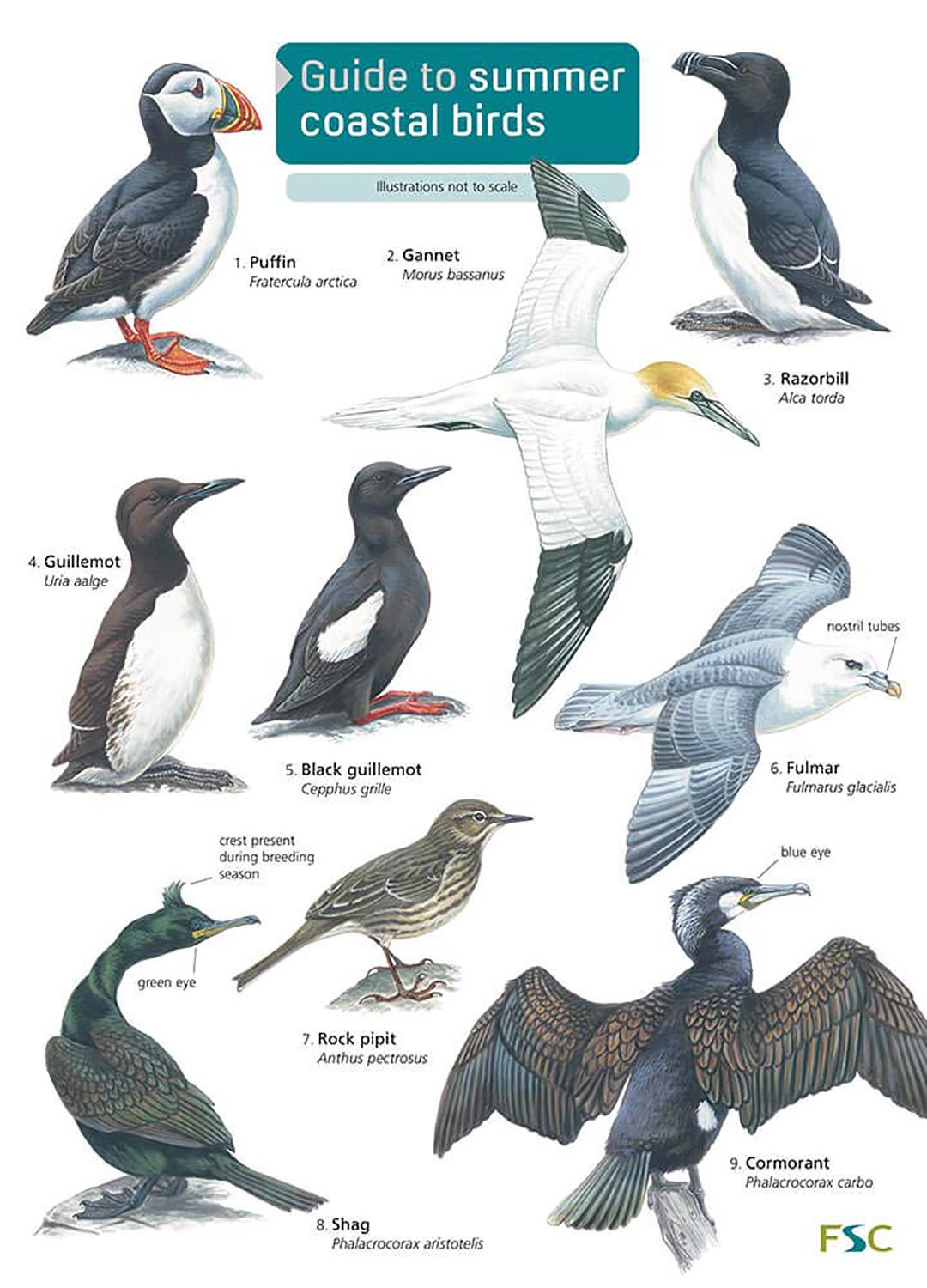 Guide to Coastal Summer Birds FSC Pull-out Identification Chart - Etsy