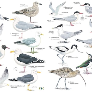 Guide to Coastal Summer Birds FSC Pull-out Identification Chart - Etsy