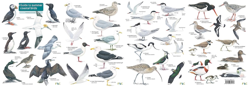 Guide to Coastal Summer Birds FSC Pull-out Identification Chart - Etsy UK