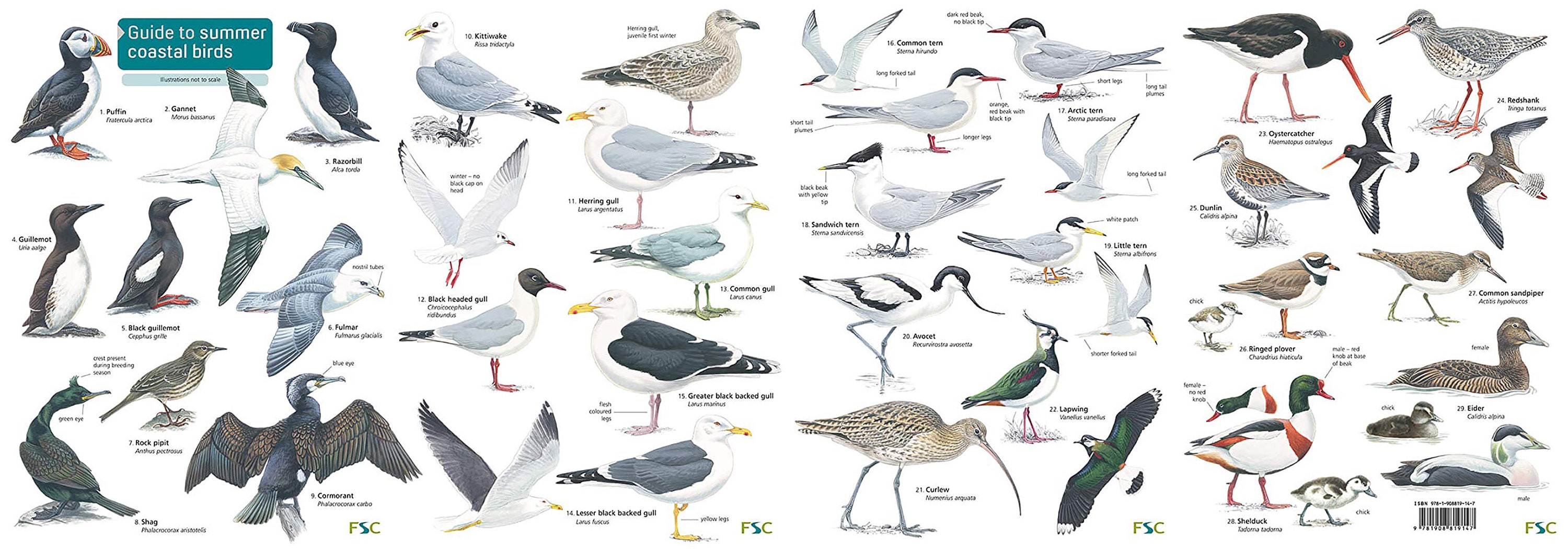 Guide to Coastal Summer Birds FSC Pull-out Identification Chart - Etsy