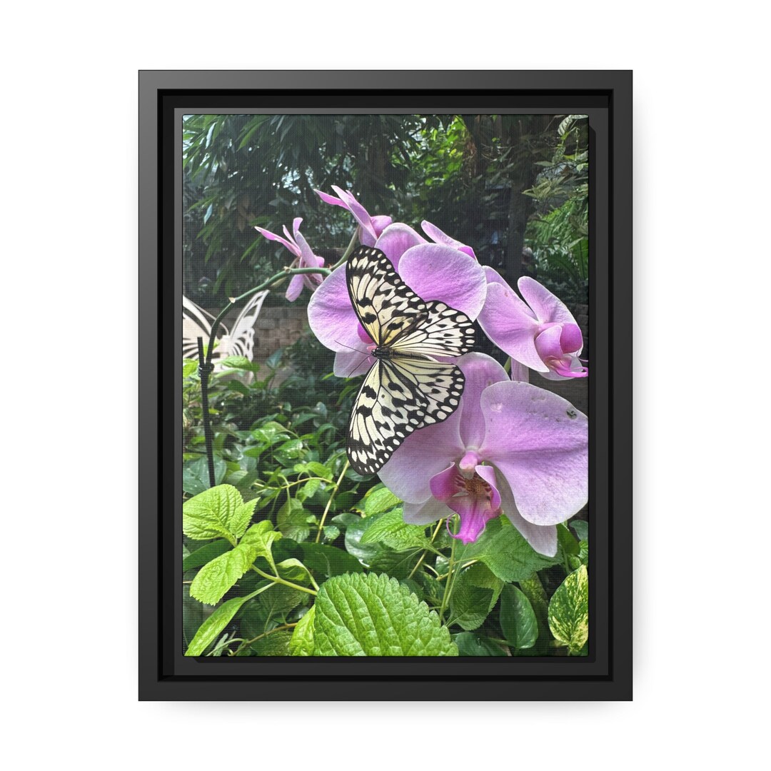 Black and White Butterfly Original Photograph Matte Canvas, Black Frame ...