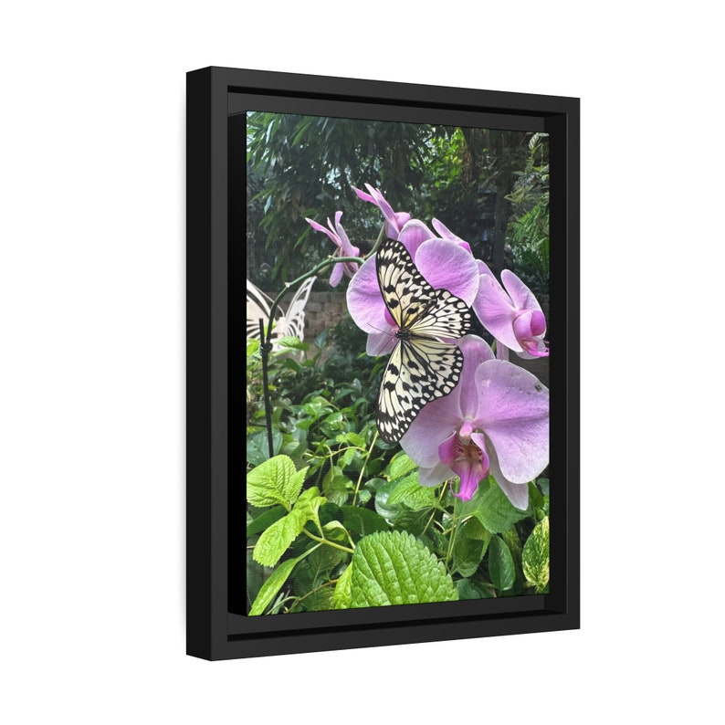 Black and White Butterfly Original Photograph Matte Canvas, Black Frame ...