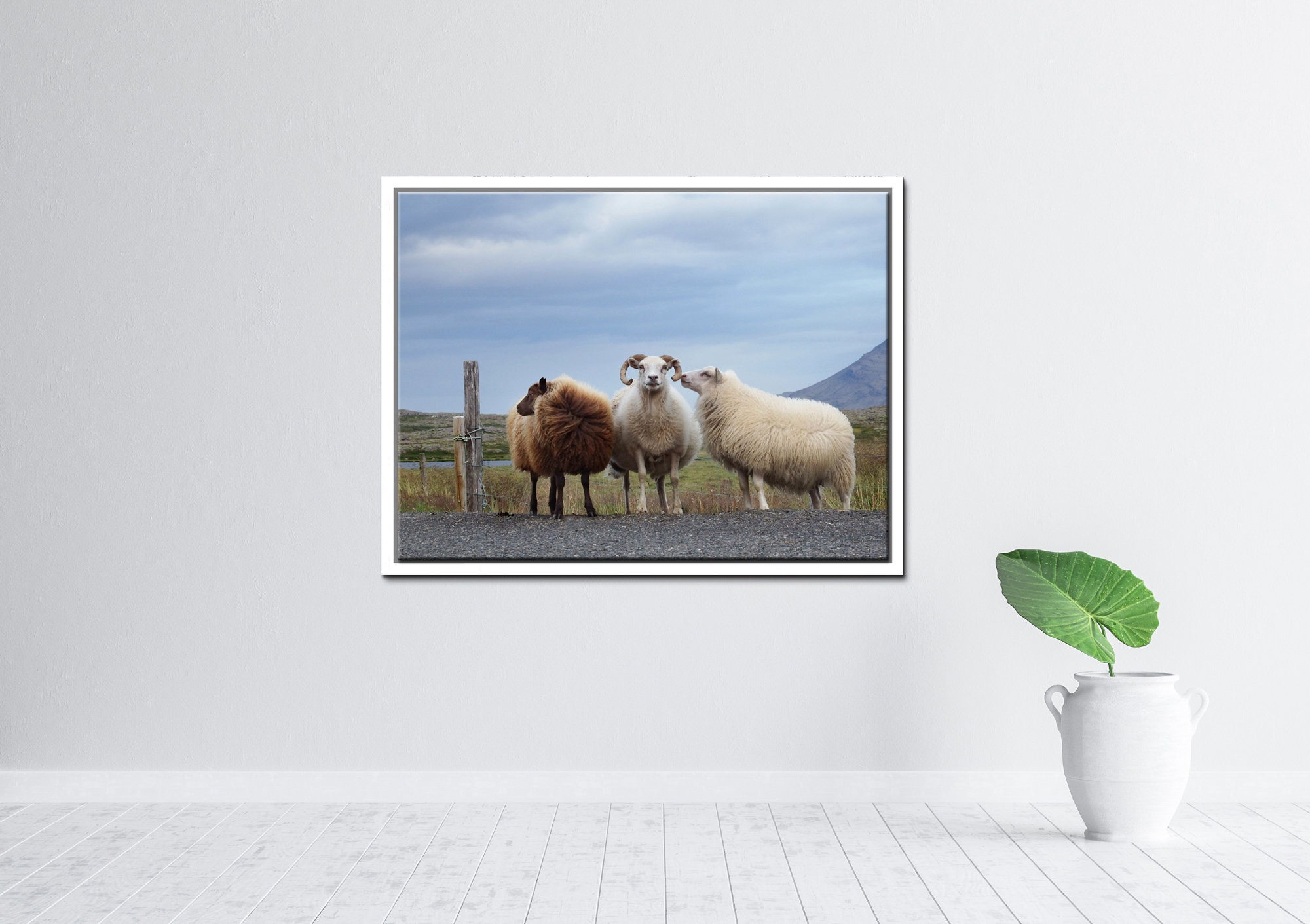 Iceland Sheep-fine Art Photography-framed Canvas Print-sheep Secrets - Etsy