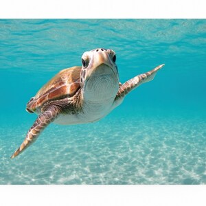 Green Sea Turtle Portrait Underwater Photograph Fine Art Wall Art Print ...