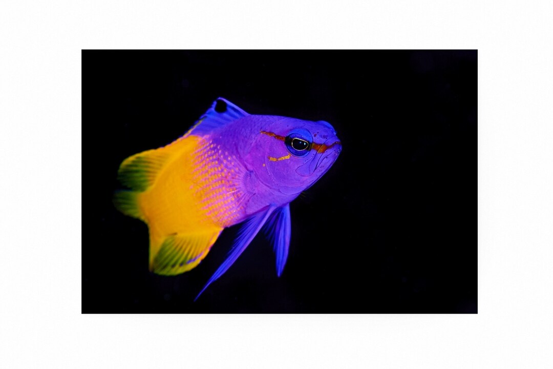 Tropical Royal Gramma Fish Photograph Print Underwater Marine Ocean ...