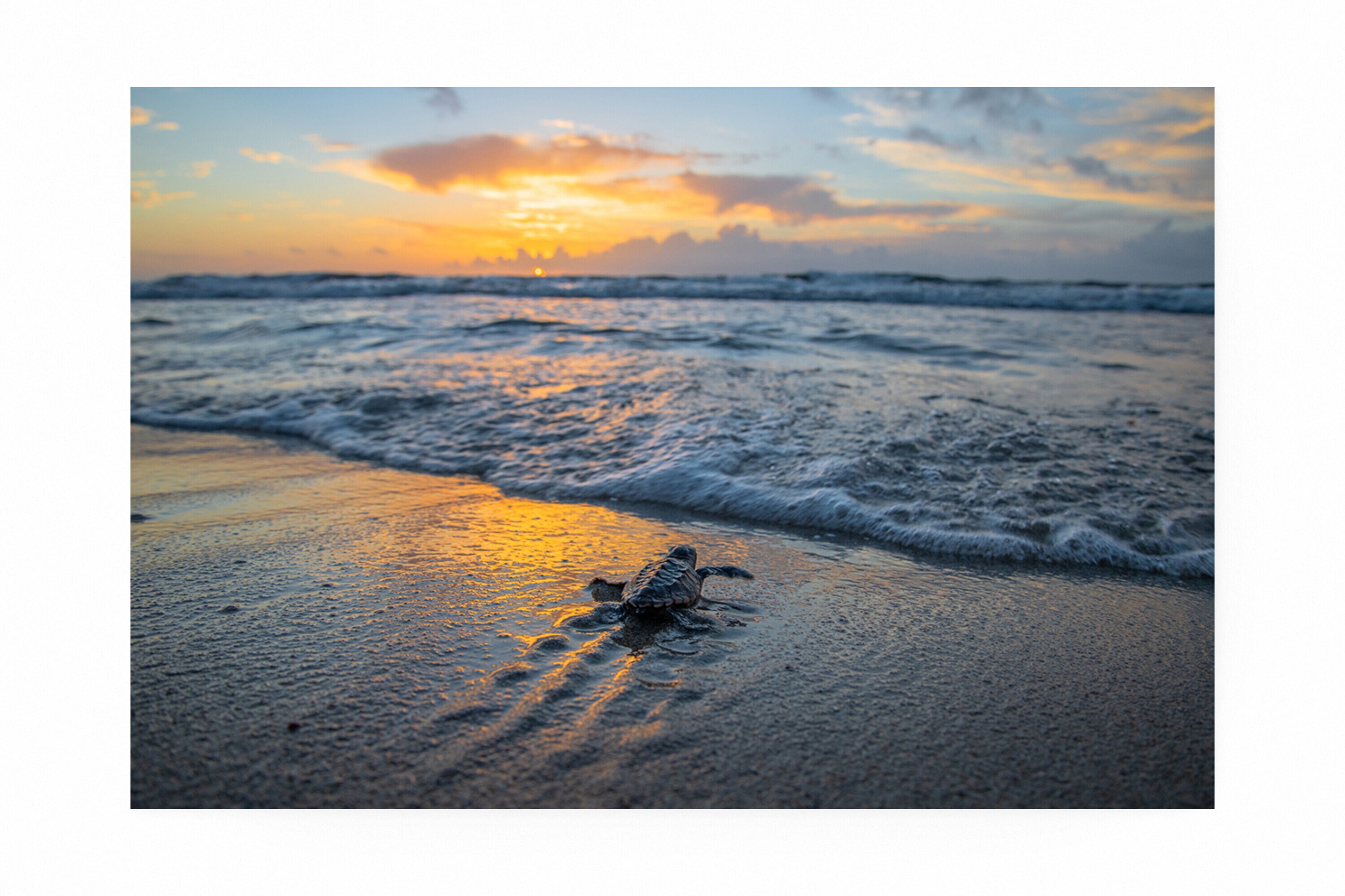 Loggerhead Sea Turtle Hatchling Sunrise Photography Print, Turtle Wall ...