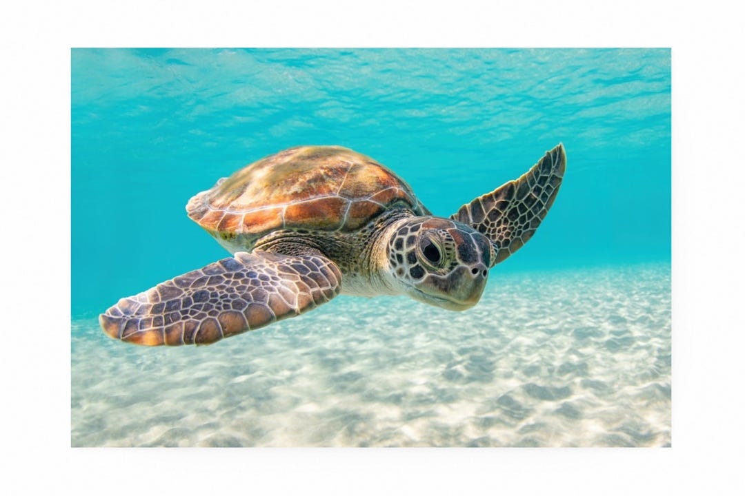 Green Sea Turtle Portrait Fine Art Underwater Photograph Print on Paper ...