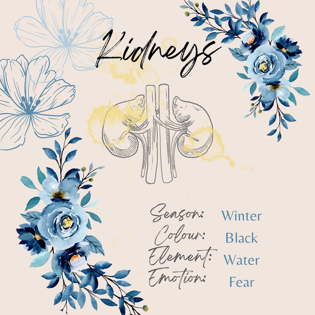 Kidneys Chinese Medical Art 5 Elements - Etsy