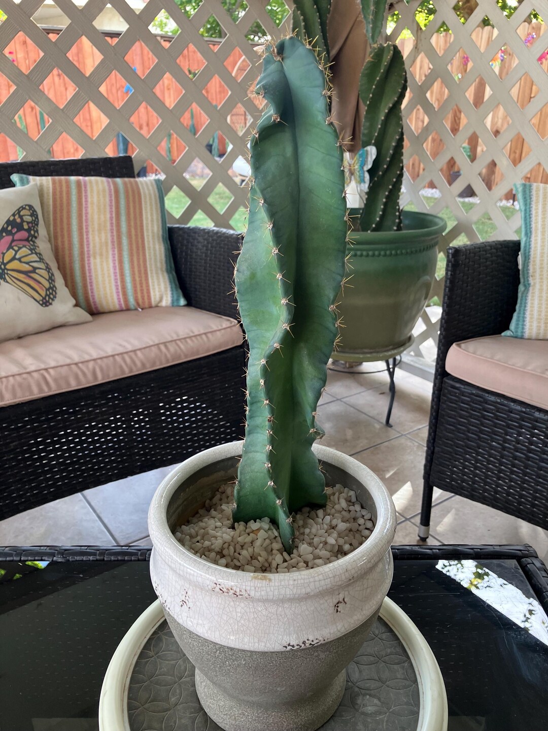 Beautiful Cereus Peruvinaus Spiralis Wavy Cactus Approx 15-16 Inches ...