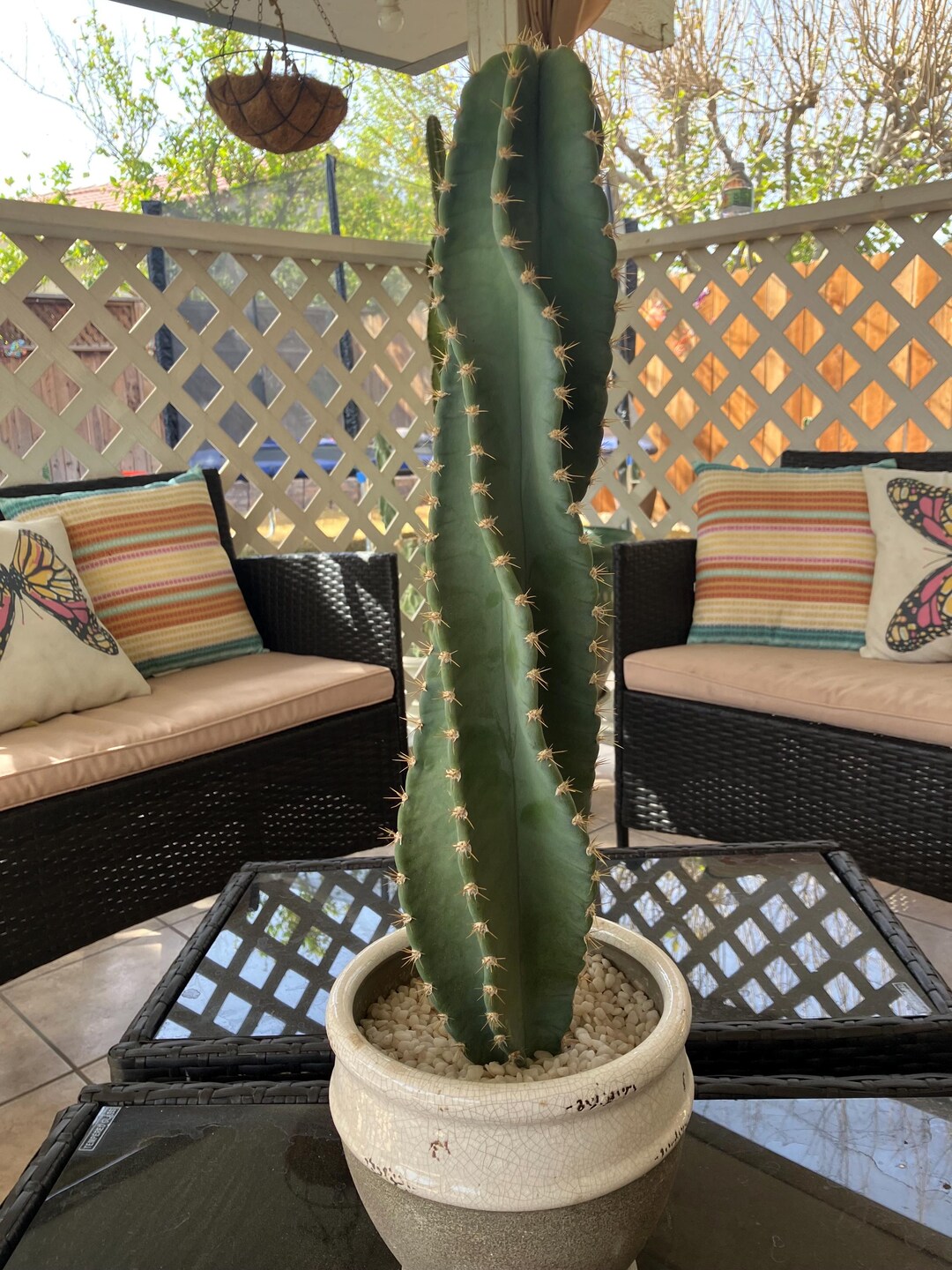 Cereus Peruvianus Spiralis Cactus Cuttings Free Shipping Tornado Cactus - Etsy