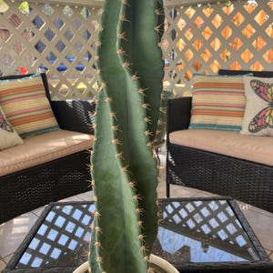 Cereus Peruvianus Spiralis Cactus Cuttings Free Shipping Tornado Cactus - Etsy