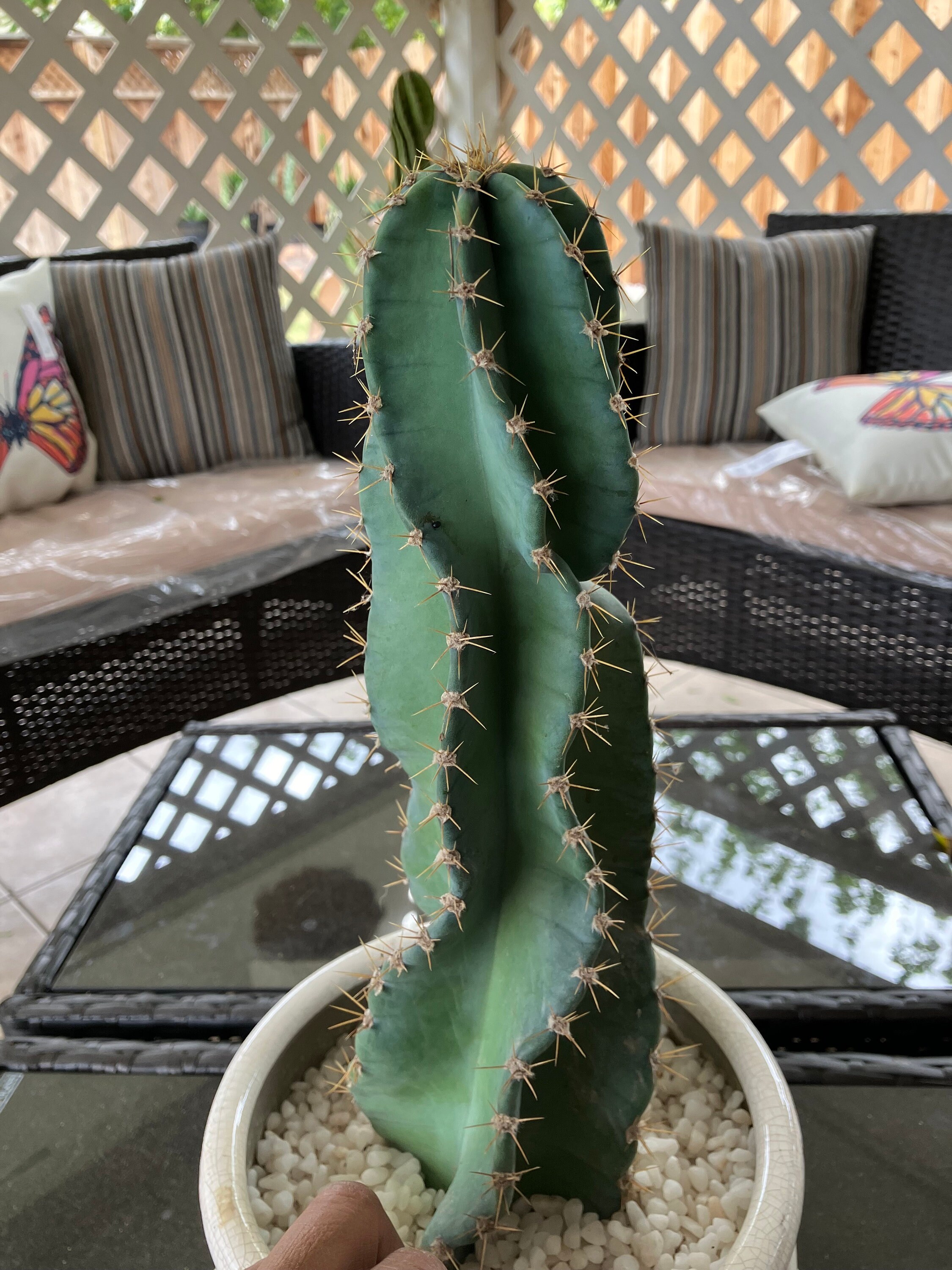 Cereus Peruvianus Spiralis Cactus Cutting FAST Shipping Tornado Cactus 14 Inches Long Twister ...