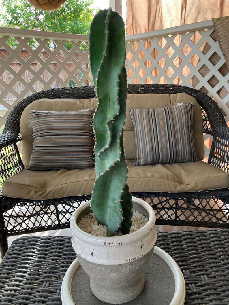 Cereus Peruvianus Spiralis Cactus FAST Shipping Tornado Cactus 19-20 Inches Long Twister Cactus ...