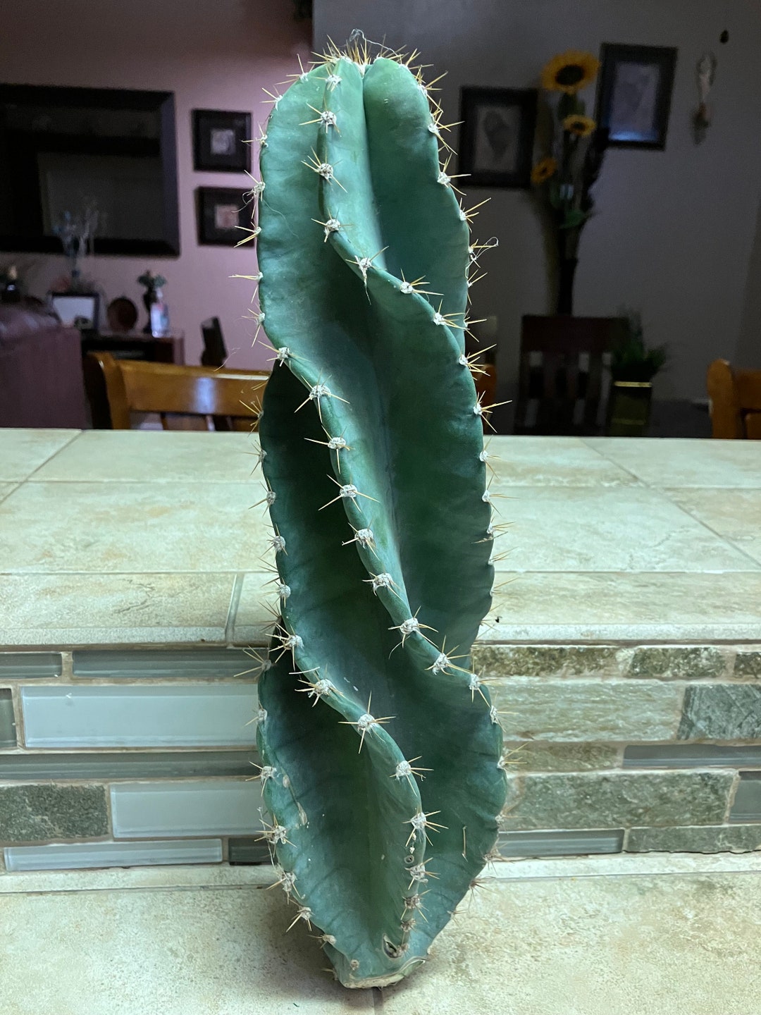 Cereus Peruvianus Spiralis Cactus Cutting Tornado Cactus Twister Cactus ...