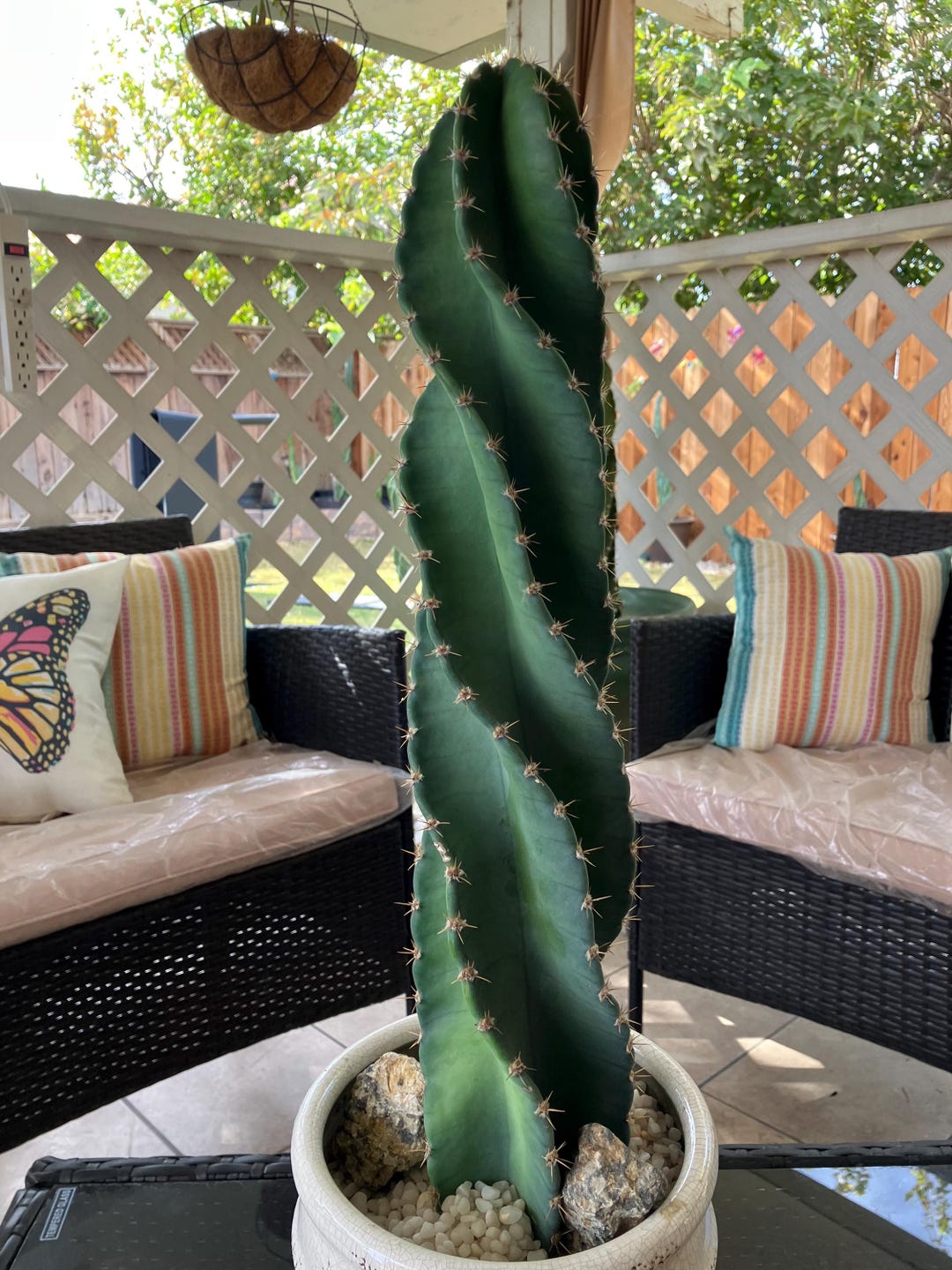 Cereus Peruvinaus Spiralis Cactus Cutting Appx 13 Inches FAST Shipping Twister Cactus Tornado ...