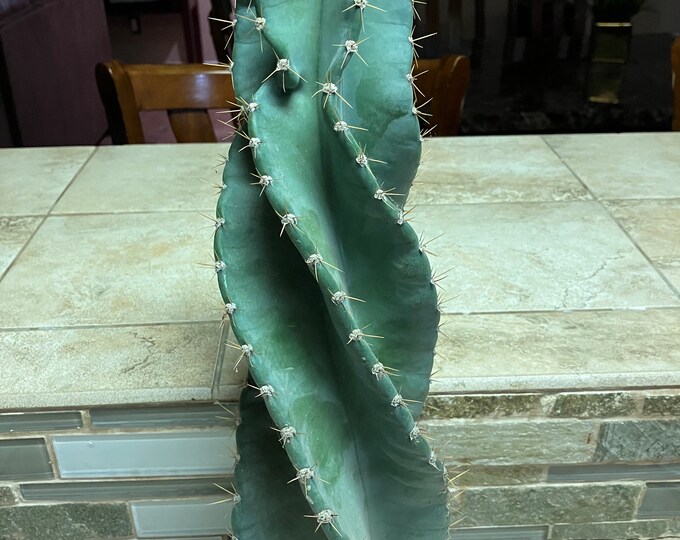 Cereus Peruvianus Spiralis Cactus Cutting Tornado Cactus Twister Cactus FAST SHIPPING ...