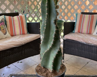 Cereus Peruvianus Spiralis Cactus Rooted FAST Shipping Tornado Cactus 15 Inches Long Twister ...