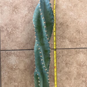 Cereus Peruvianus Spiralis Cactus Cuttings Free Shipping Tornado Cactus - Etsy