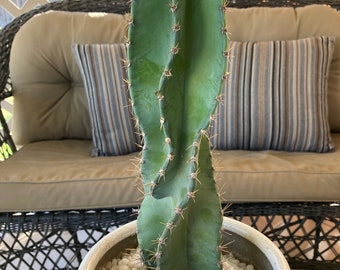 Cereus Peruvianus Spiralis Cactus Rooted FAST Shipping Tornado Cactus 15 Inches Long Twister ...