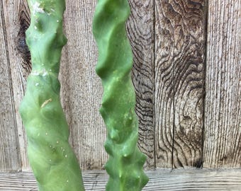 Cereus Peruvianus Spiralis Cactus Rooted FAST Shipping Tornado Cactus 15 Inches Long Twister ...