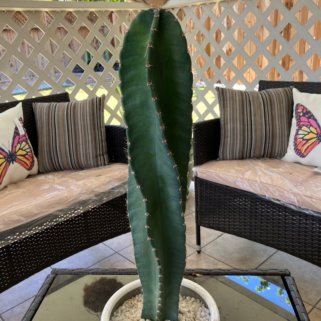 Beautiful Cereus Peruvianus Spiralis Cactus Cutting Tornado Cactus FAST Shipping 21 Inches - Etsy