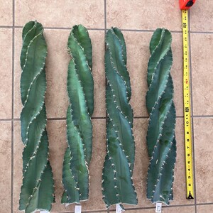 Cereus Peruvianus Spiralis Cactus Cuttings Free Shipping Tornado Cactus - Etsy