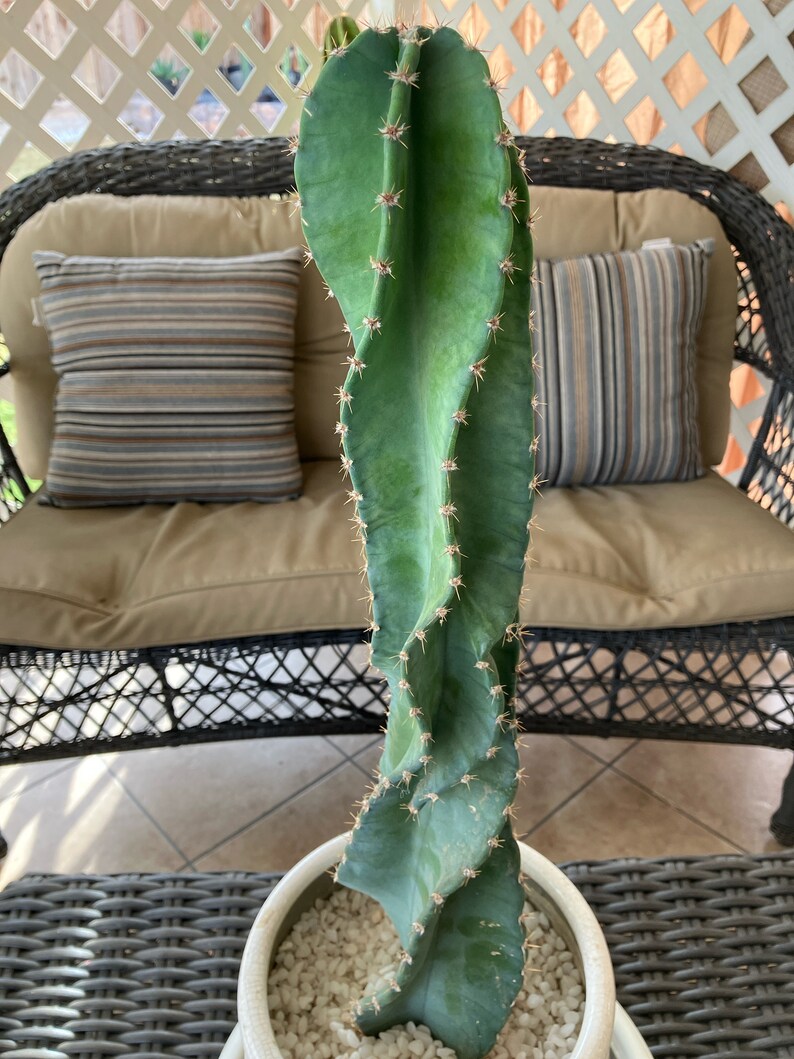 Cereus Peruvianus Spiralis Cactus FAST Shipping Tornado Cactus 19-20 Inches Long Twister Cactus ...