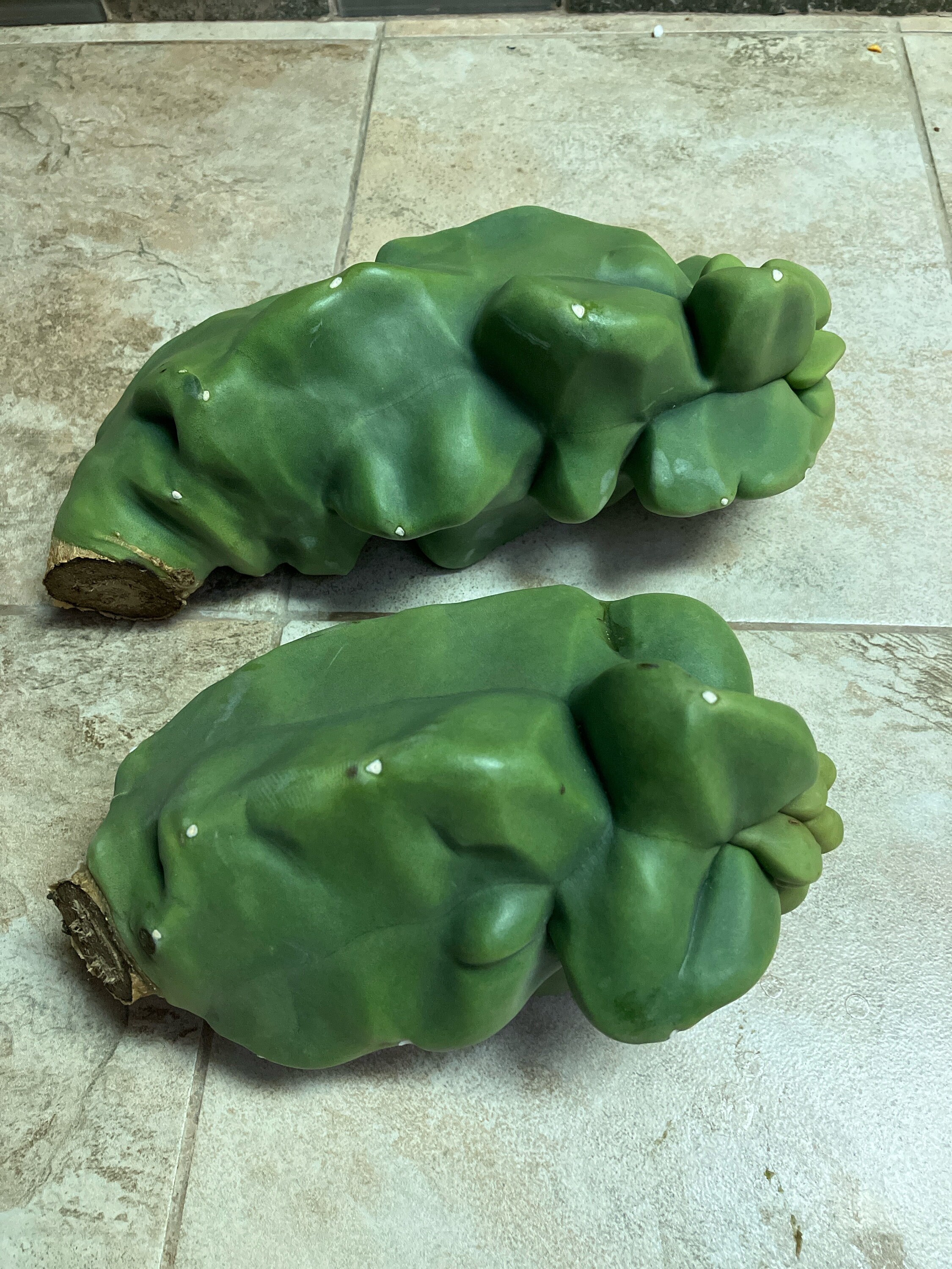 Obese Totem Pole Cactus Pups CHUNKY Montrose Cactus Cuttings FAST ...