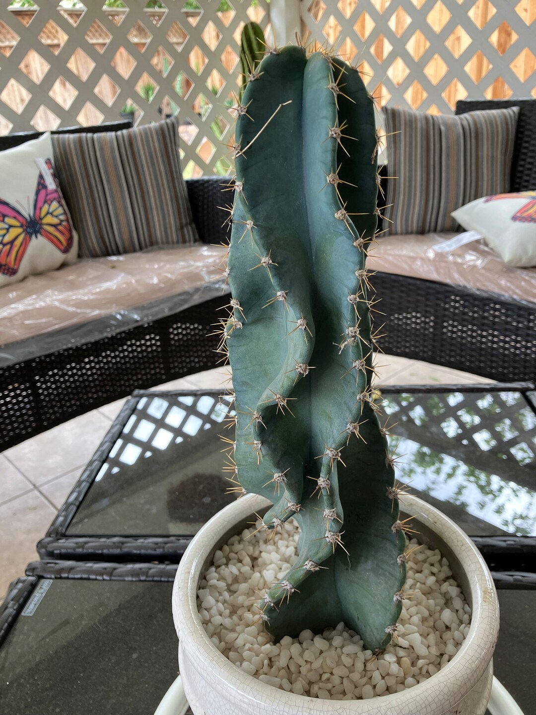 Cereus Peruvianus Spiralis Cactus Cutting FAST Shipping Tornado Cactus 14 Inches Long Twister ...