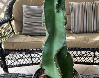 Cereus Peruvianus Spiralis Cactus Cutting Tornado Cactus Twister Cactus FAST Shipping - Etsy
