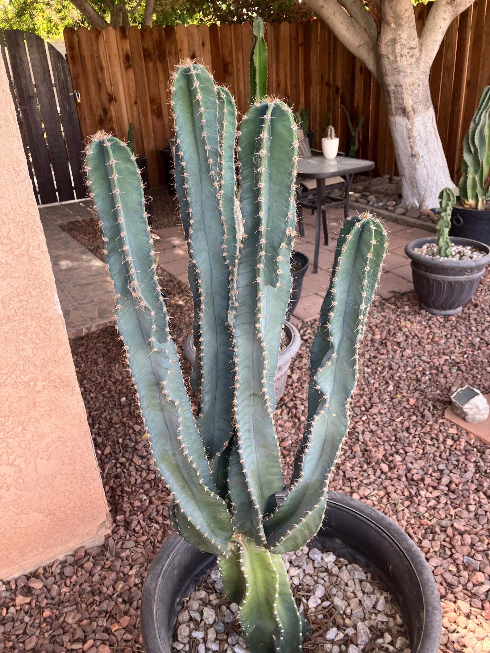 Cereus Peruvianus Spiralis Cactus Cuttings Free Shipping Tornado Cactus SPECIAL - Etsy